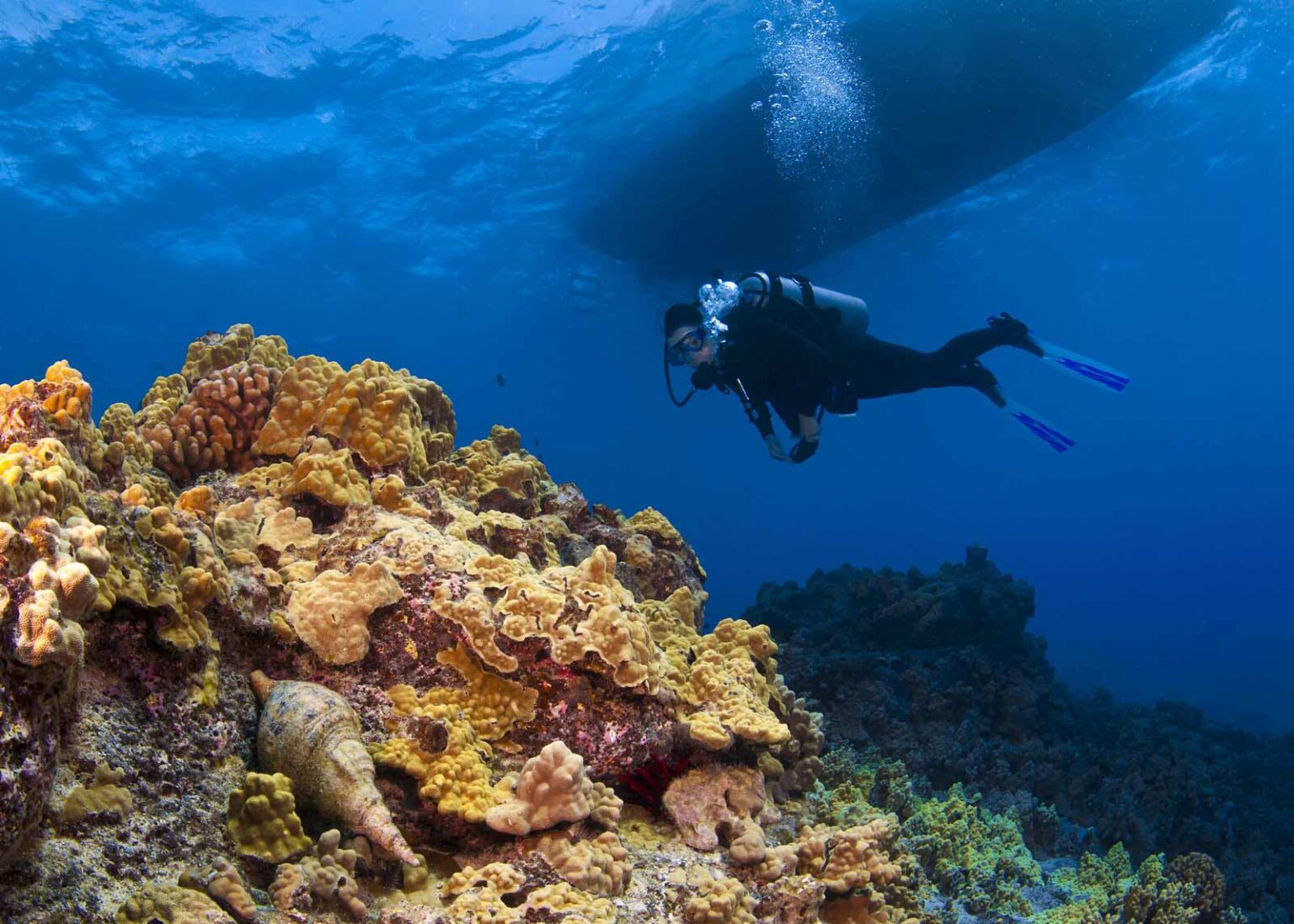 Discover the Best Scuba Diving in Hawaii | Dive Into Adventure